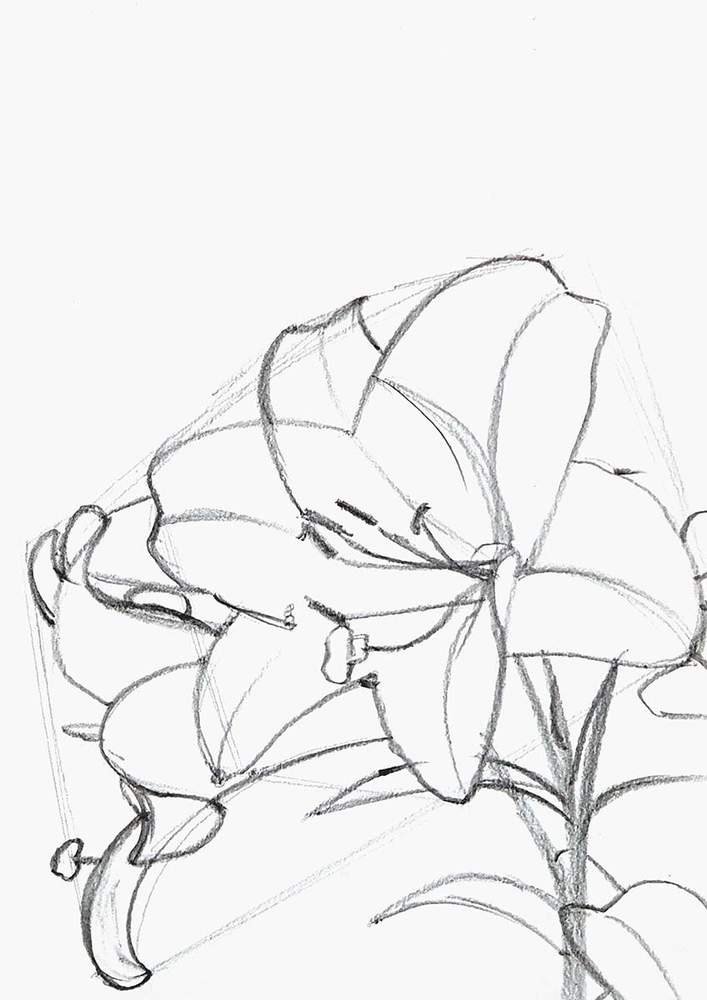 How To Draw A Lily Flower - Simple Yet Realistic Step-By-Step Guide